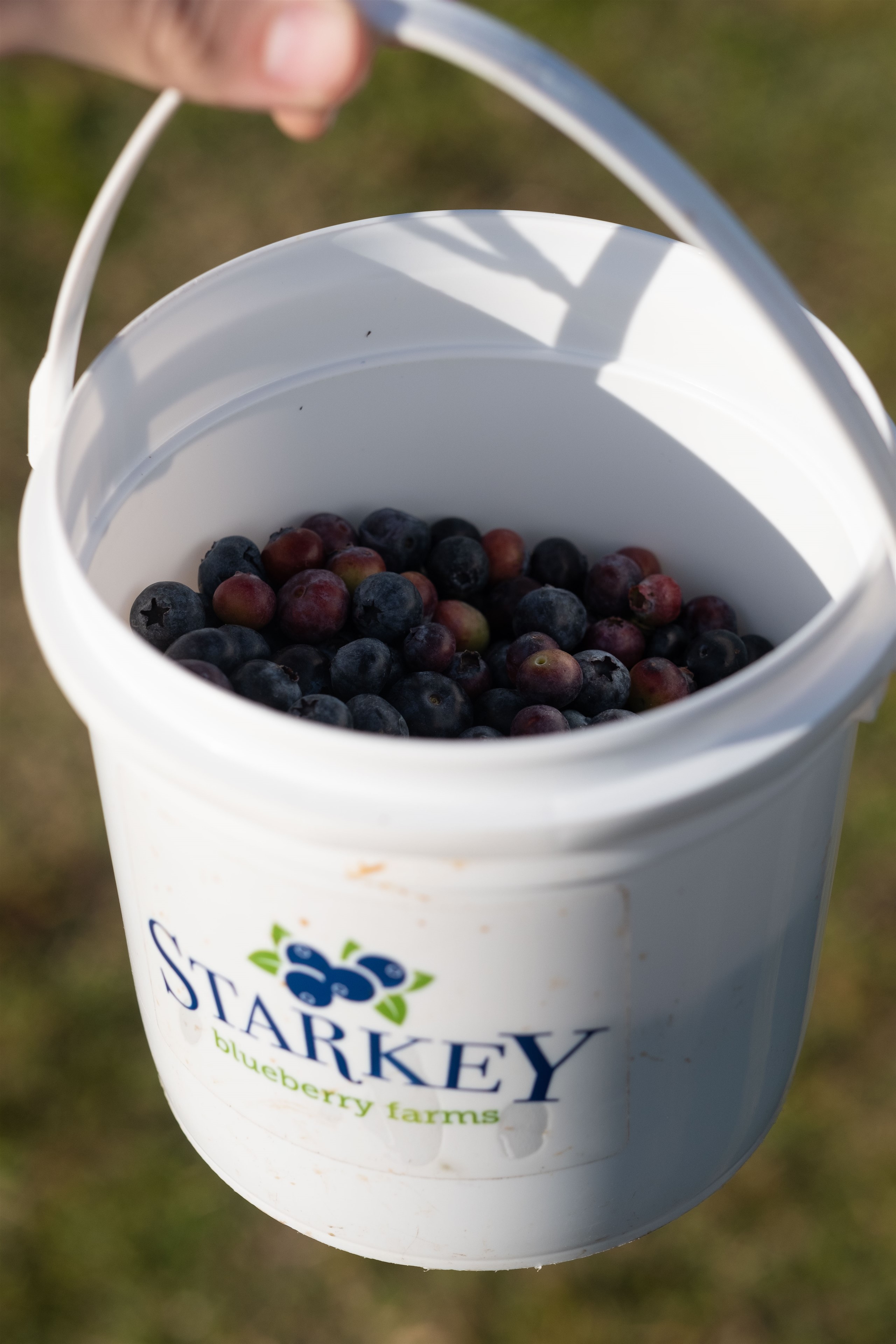 Locations Hub - Starkey Blueberry Farms