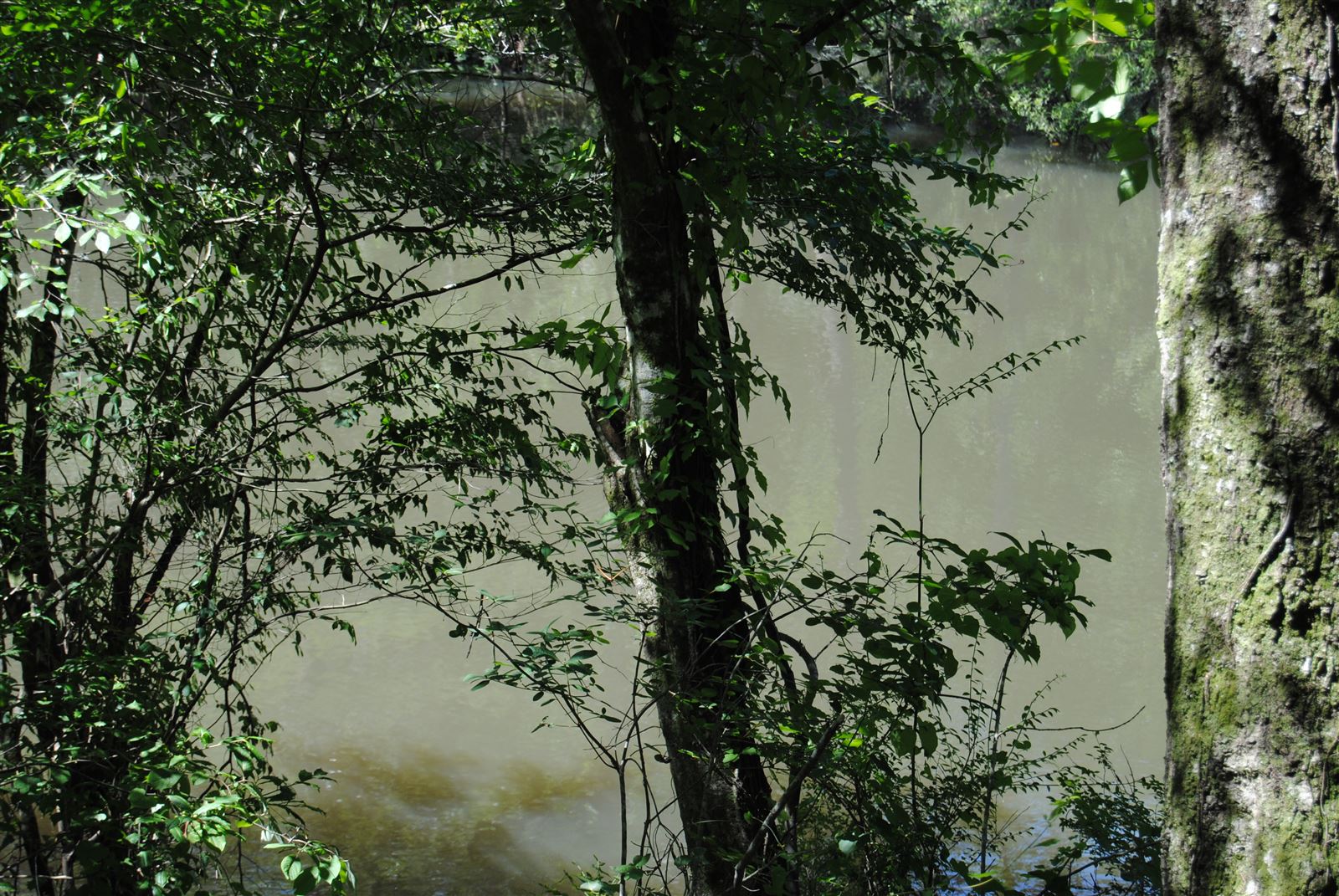 Locations Hub - Choctawhatchee River